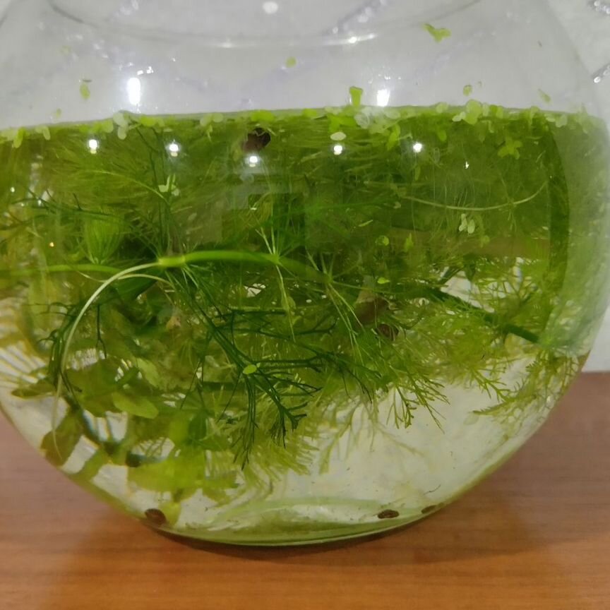 Аквариумные растения