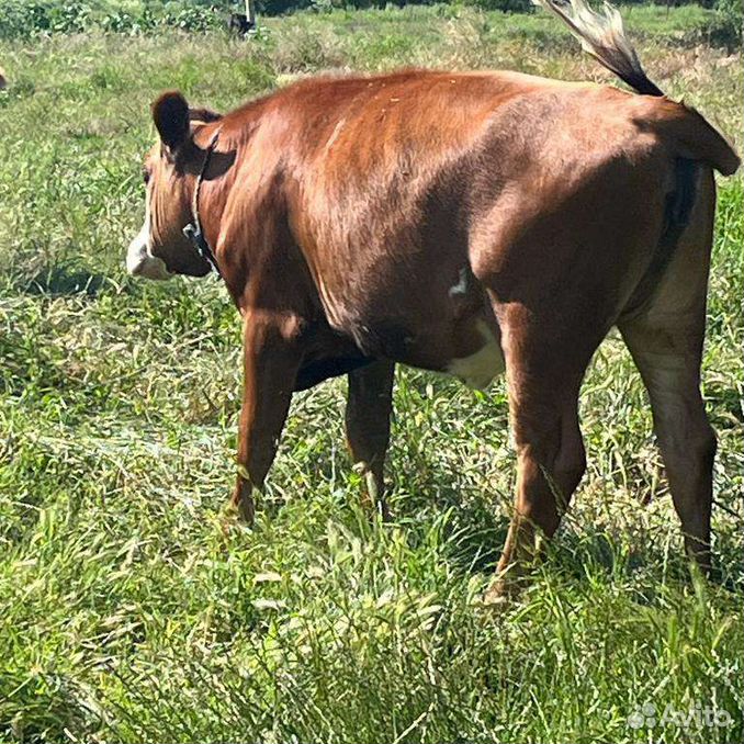 Стальная телка