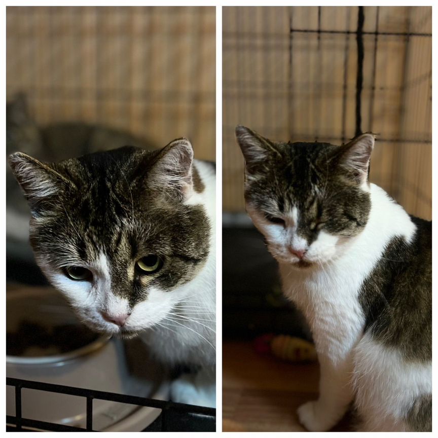 Пончик ищет дом