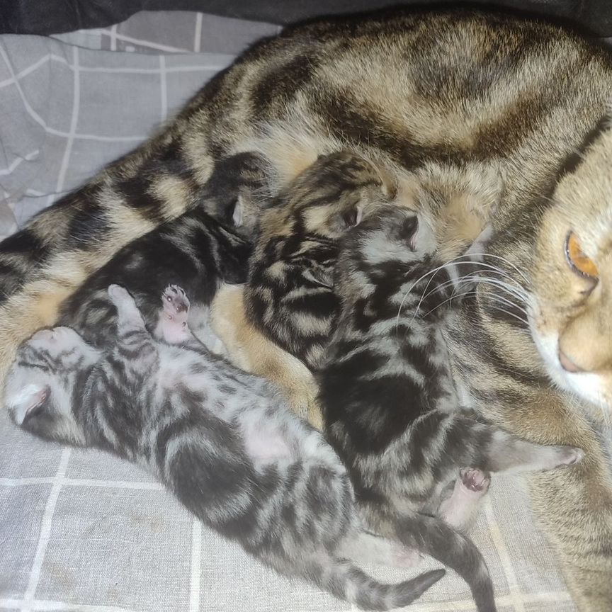 Шотландский вислоухий короткошёрстный котёнок