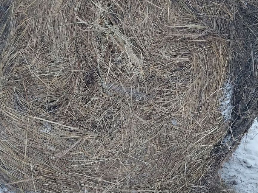 Продам сено салома в рулонах