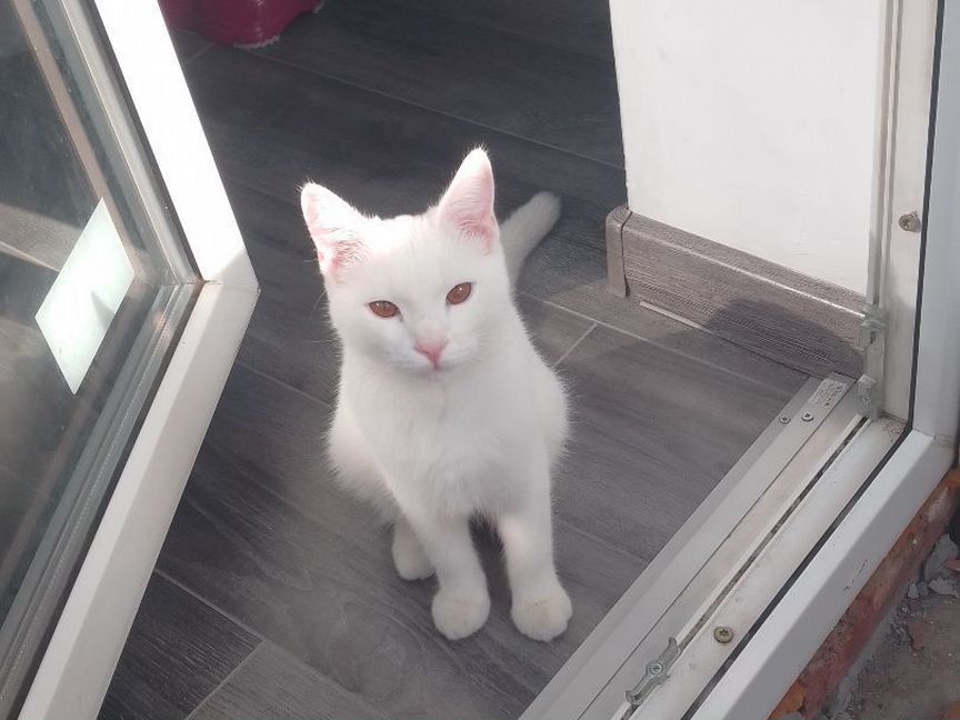 Кот
