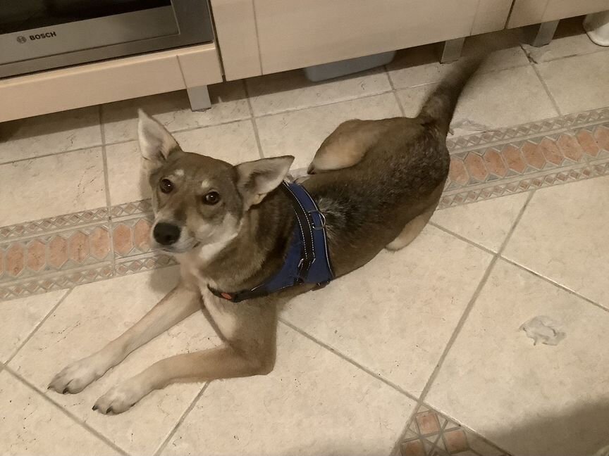 Собака в добрые руки, нужен дом