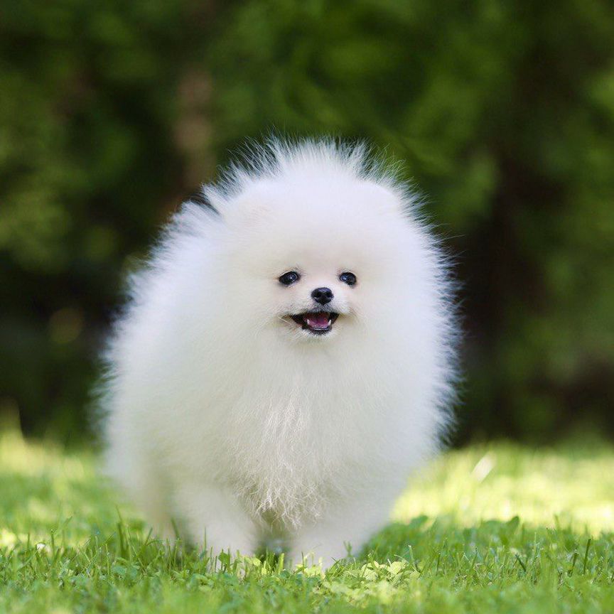 Белый померанский шпиц