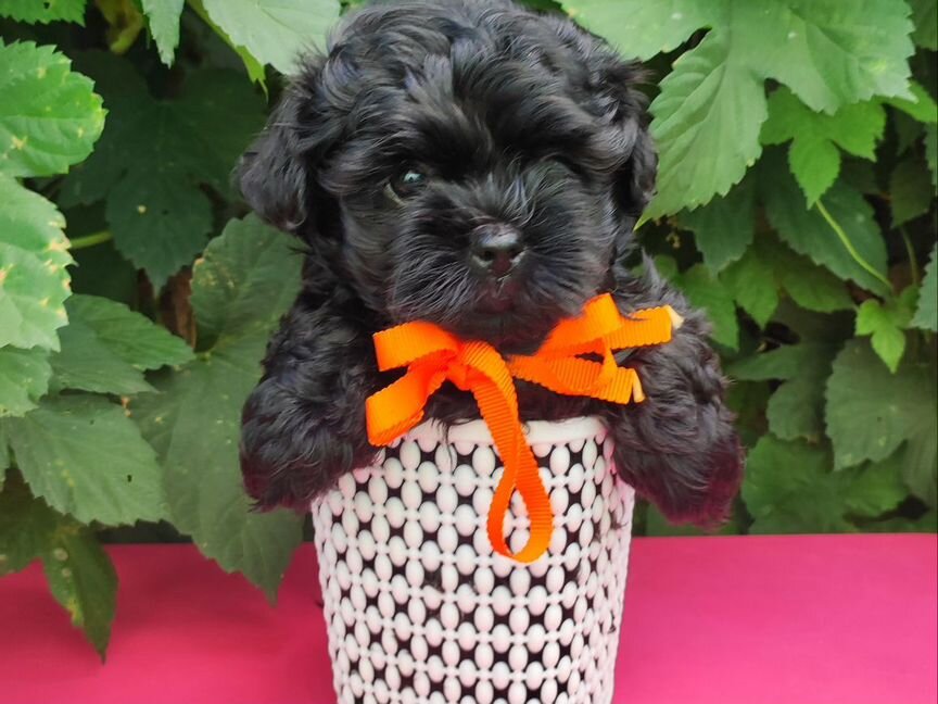 Кнопочка-болоночка