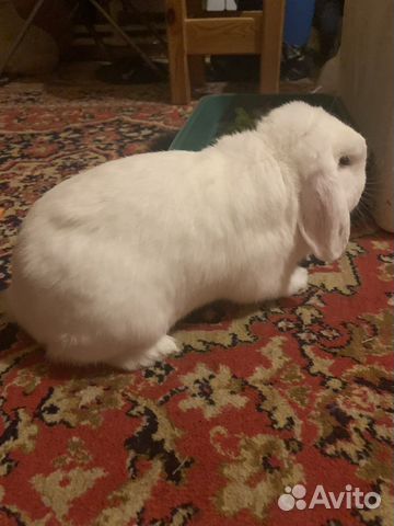 Декоративные кролики вислоухие