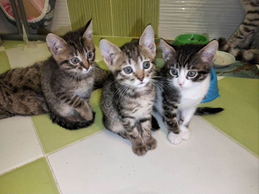 Котята от вислоухой кошки