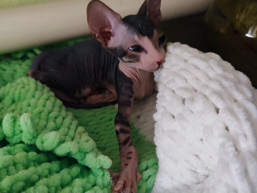 Канадский сфинкс котенок девочка