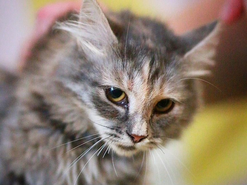 Молодая кошечка, около года, будет очень мини