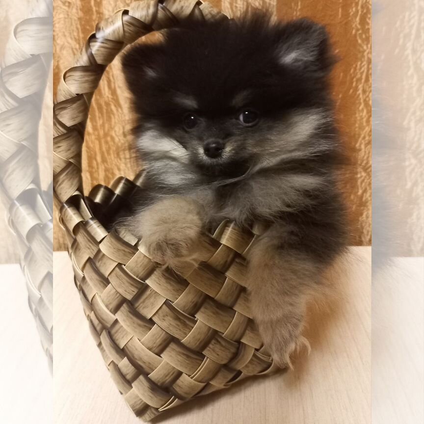 Померанский шпиц, щенок