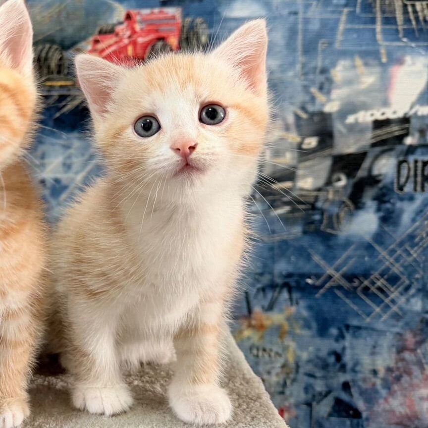Шотландский прямоухий длинношёрстный котёнок