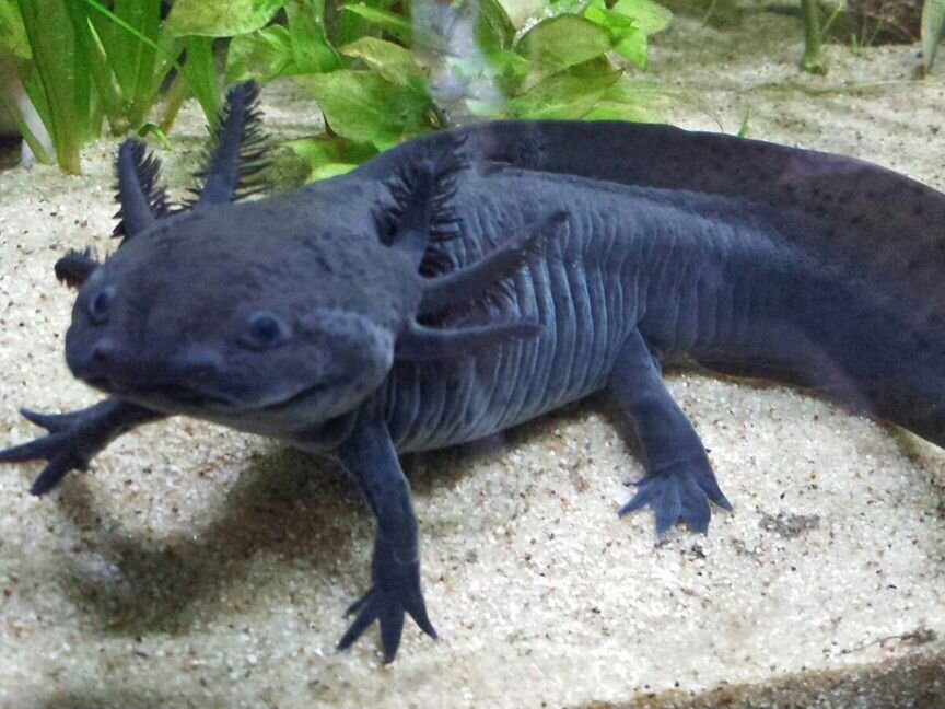 Аксолотль(разные)