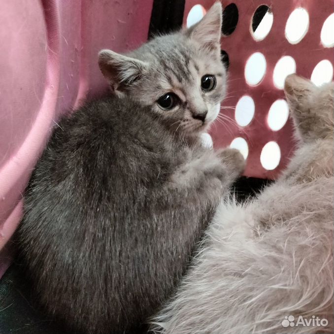 Полубританский котенок из приюта