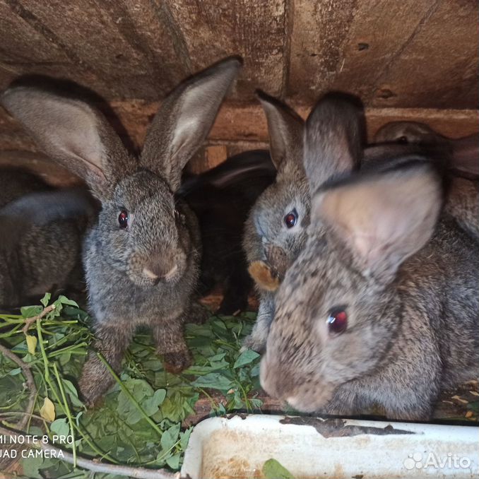Кролики молодняк 1.5 месяца