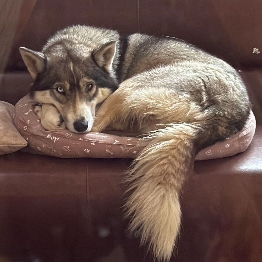 Хасяша в добрые руки