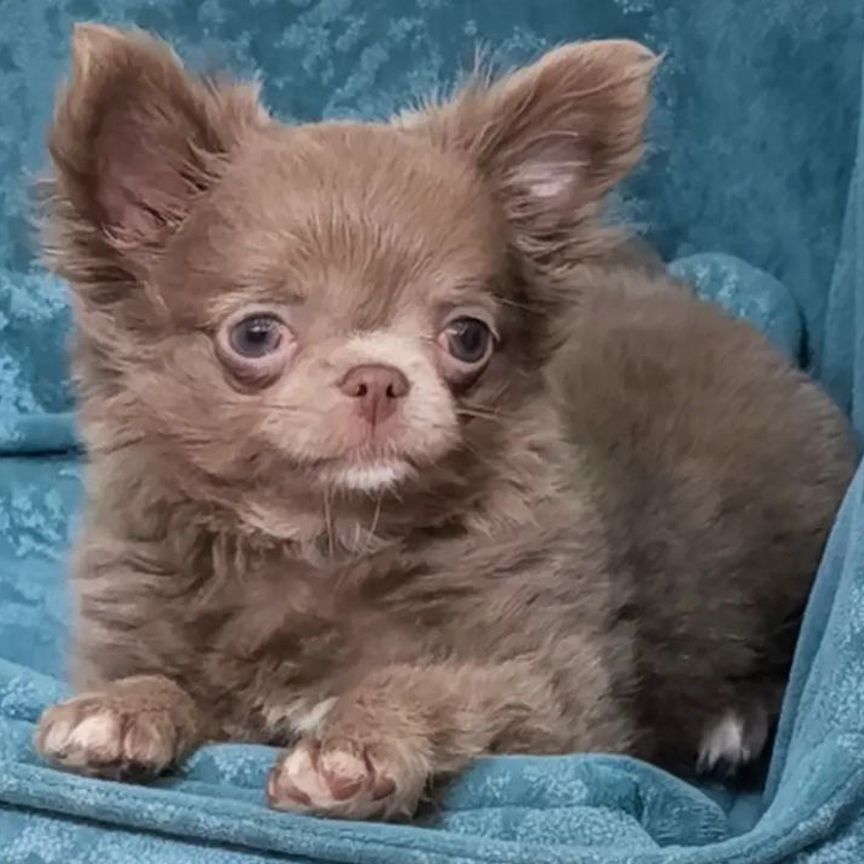 Чихуахуа, щенок