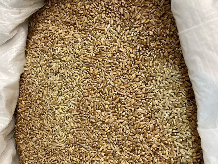 Пшеница фуражная