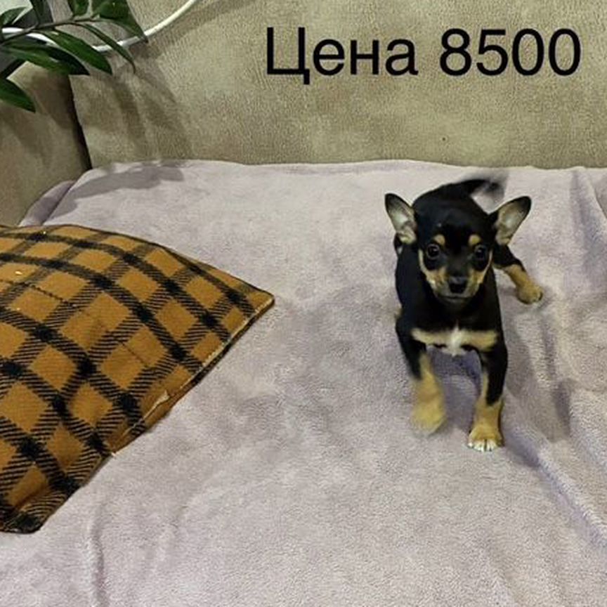 Русский той-терьер, щенок