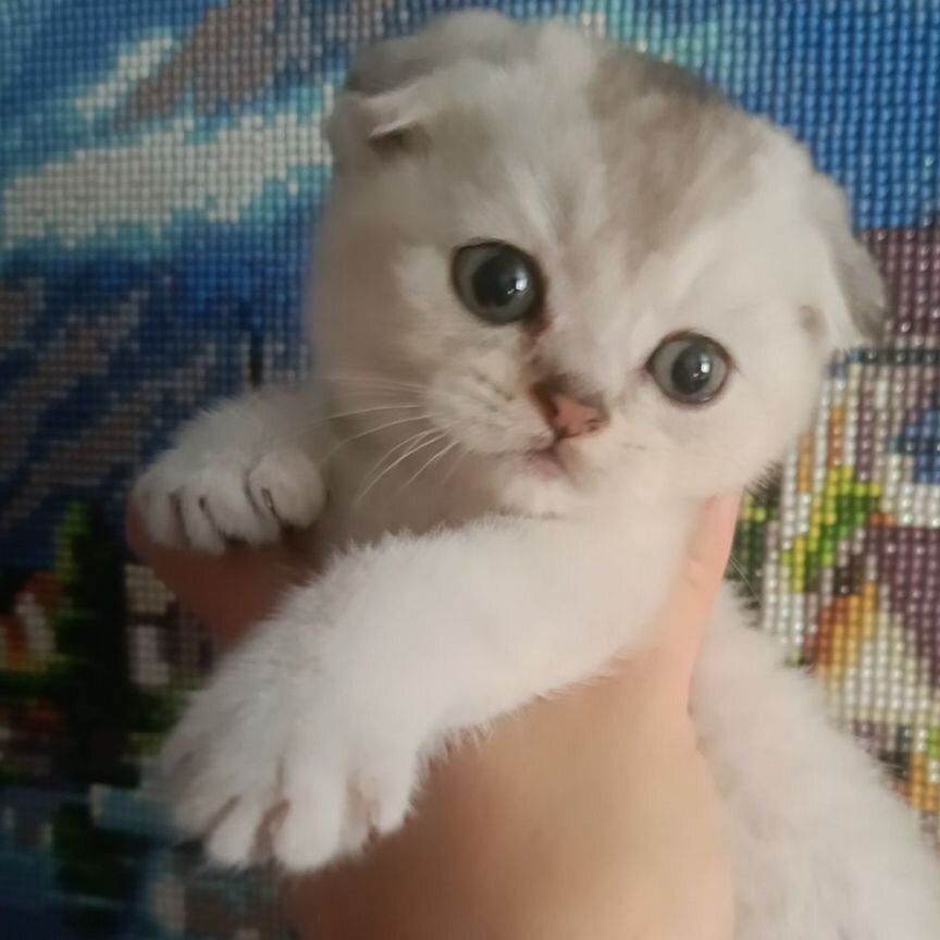 Шотландский вислоухий короткошёрстный котёнок