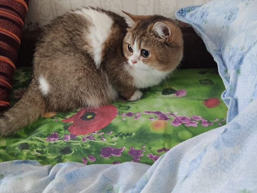 Кошка породы британка