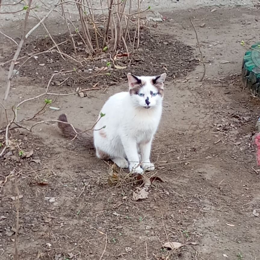 Домашняя кошечка