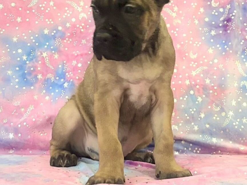 Шикарные Кане Корсо