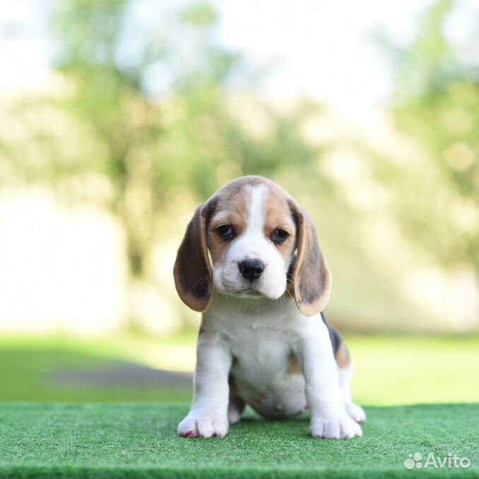 Щенки Бигль, доки РКФ