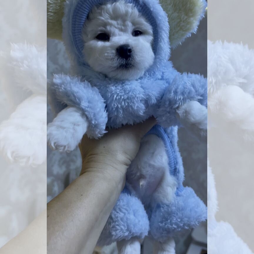 Бишон фризе, щенок