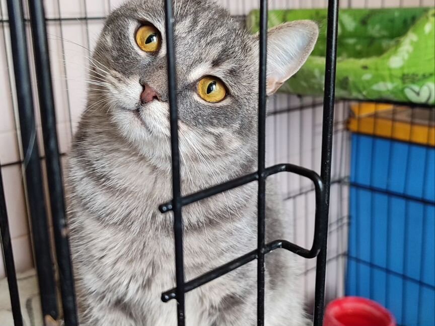 Позитивный котик ищет дом