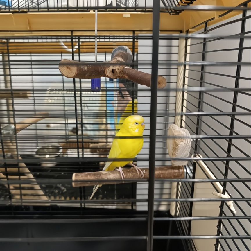 Волнистый попугай с клеткой