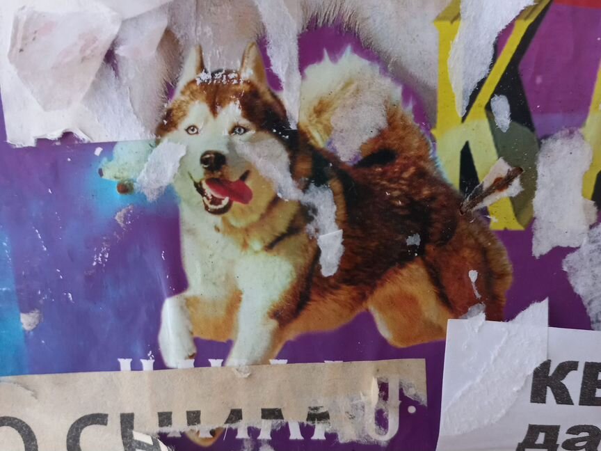 Собака в добрые руки