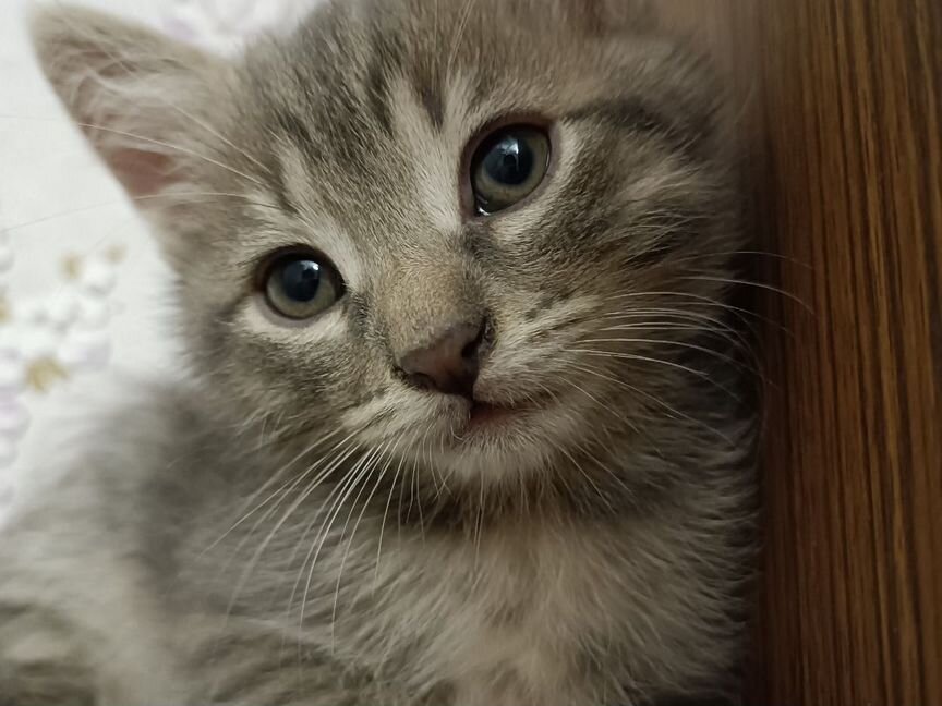 Котята от Троянской кошки