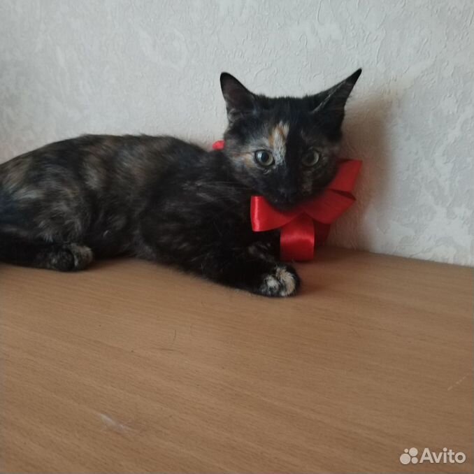 Котенок Лиза
