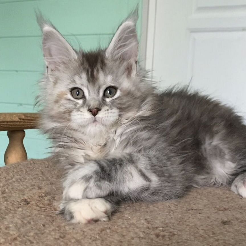 Красоточка Мейн-кун