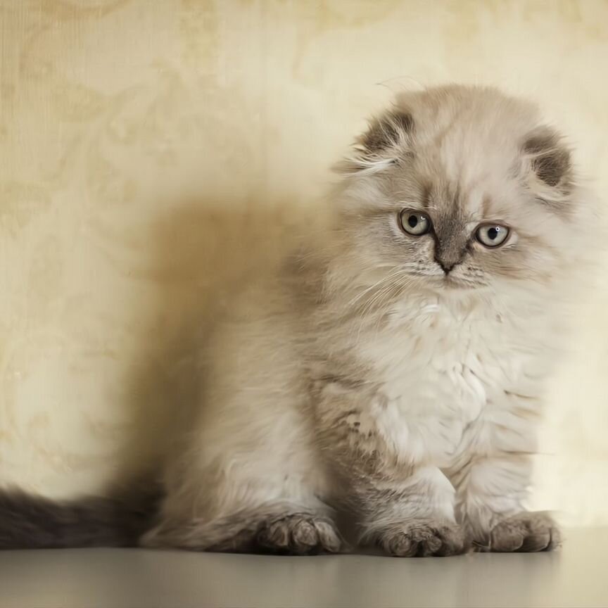 Шотландский вислоухий длинношёрстный котёнок