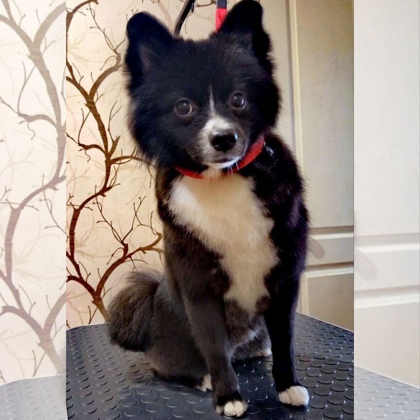 Немецкий шпиц