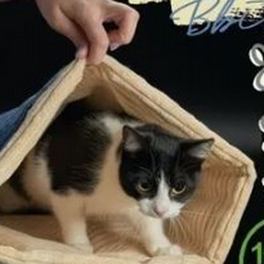 Норка-лежак для кошек и собак