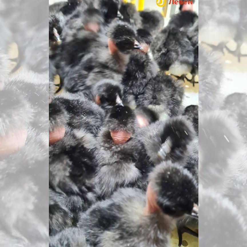 Цыплята Голошейка суточные в наличие и под заказ