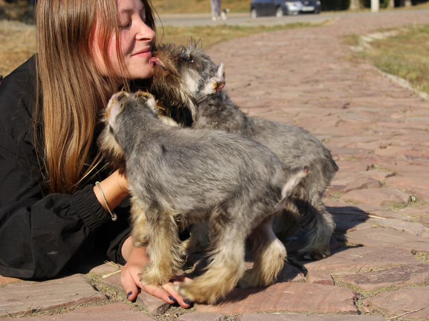 Купированные уши и хвост