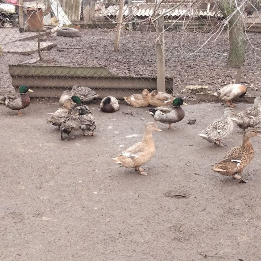 Утки дикие