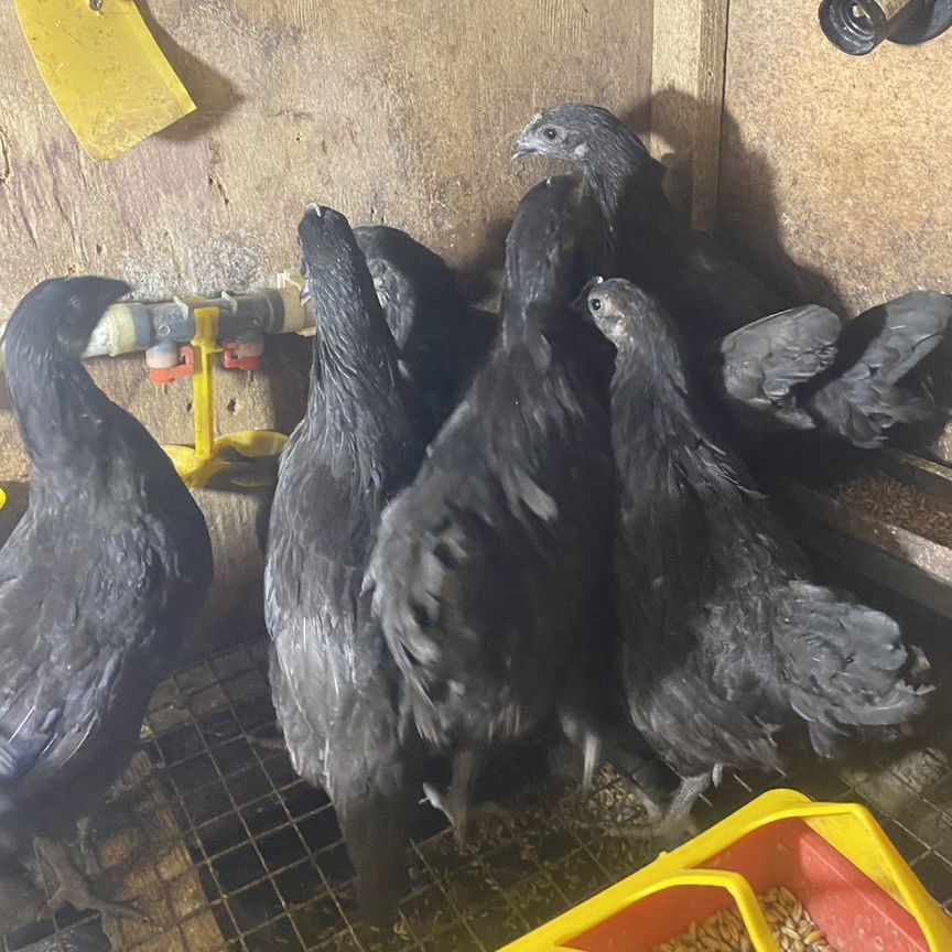 Цыплята проды ухейилюй