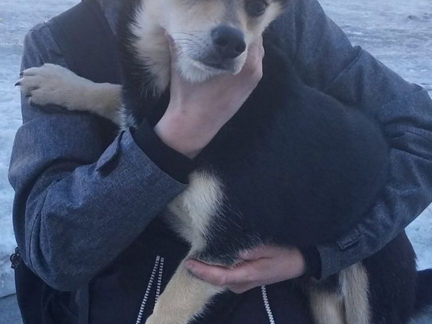 Собака в добрые руки отдам бесплатно