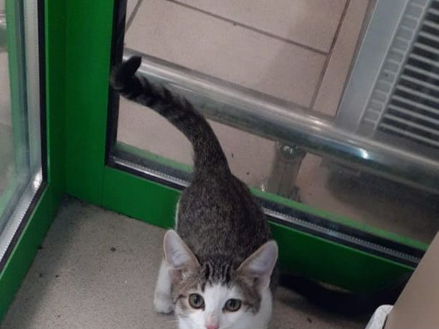 Котята в беде