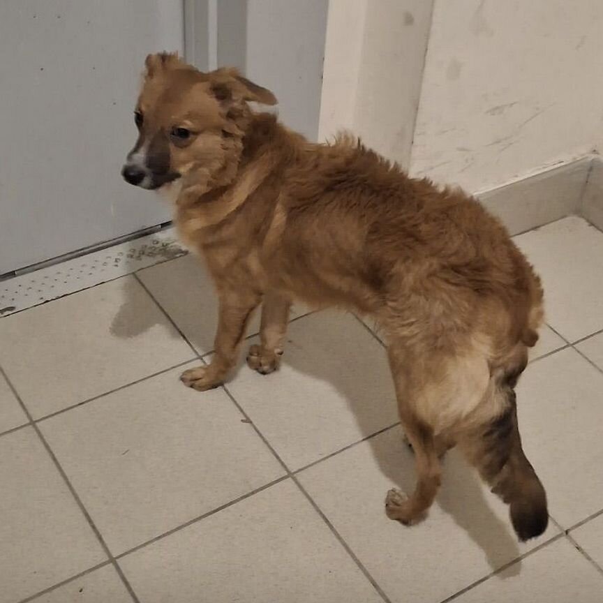 Собака в добрые руки