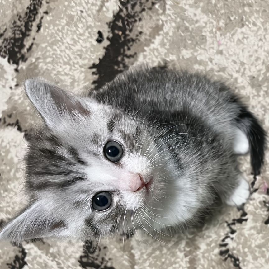 Котёнок в добрые руки