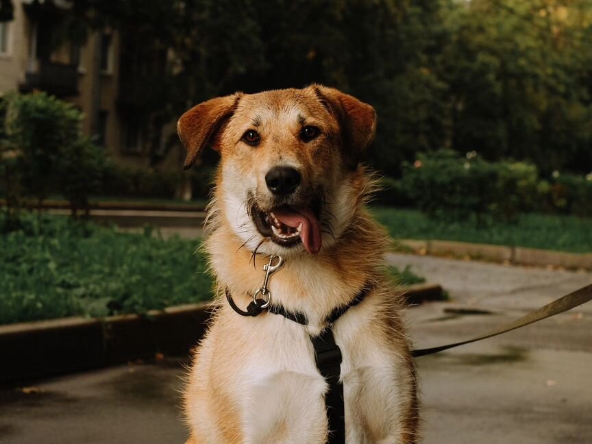 Стинг из приюта