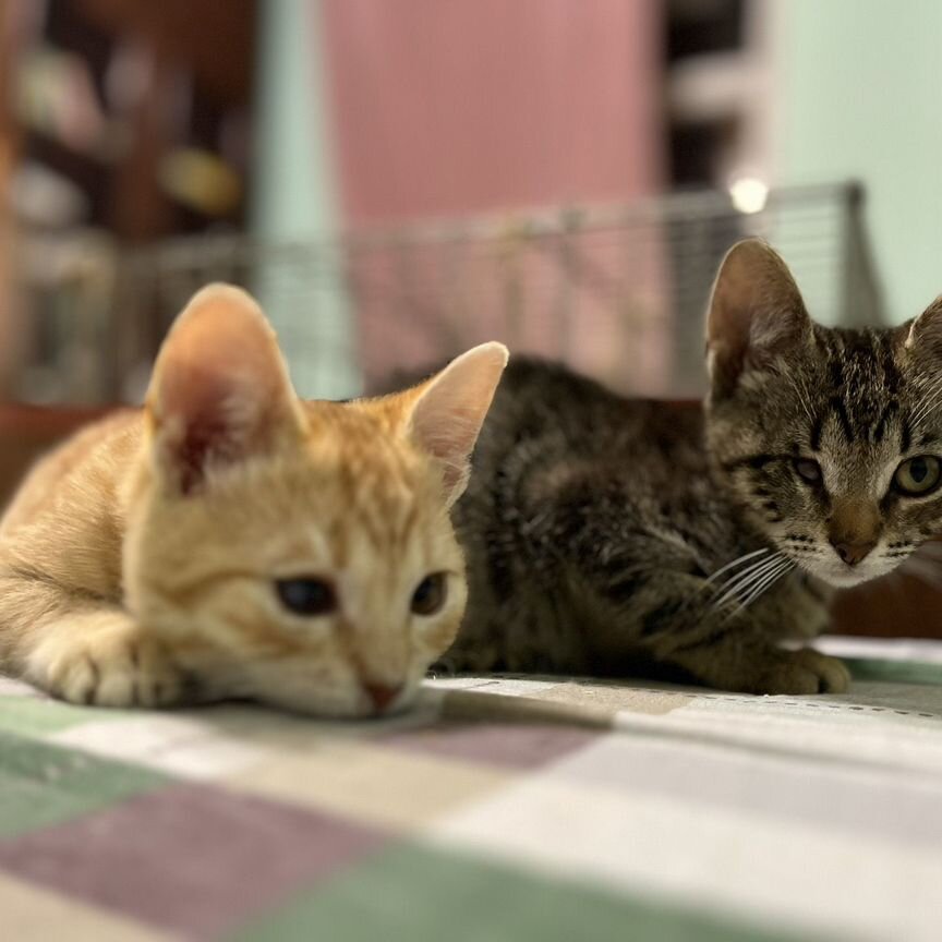Котята в ответственные руки