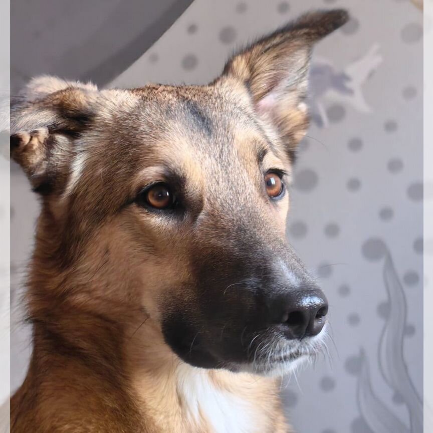 Снуппи ищет дом