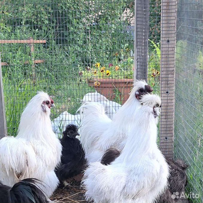 Петух китайский шелковый, виандоты