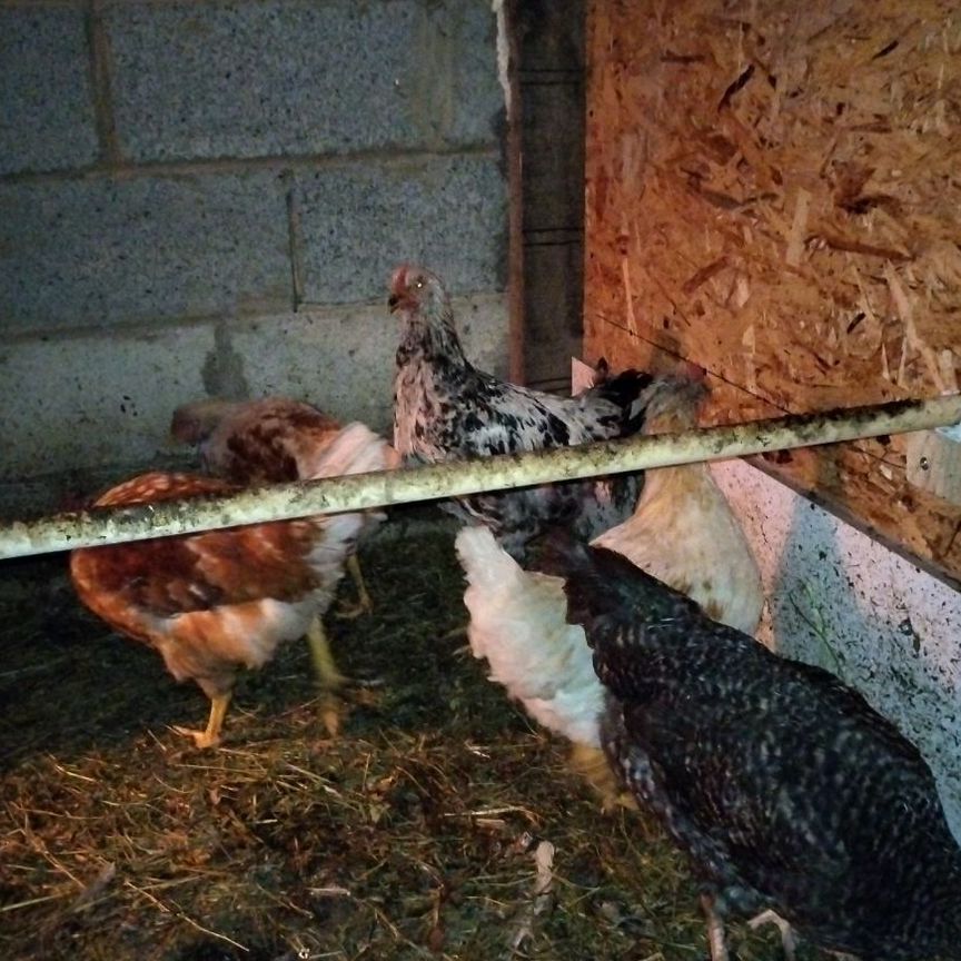 Петухи породистые